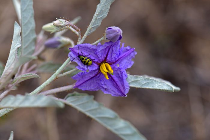 Solanum elaeagnifolium, Silverleaf Nightshade, Southwest Desert Flora