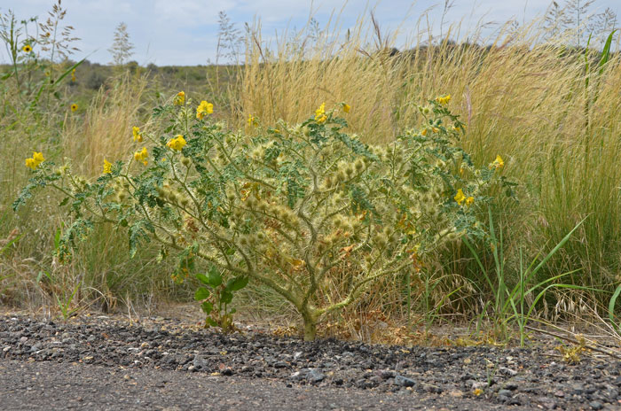 Solanum rostratum, Buffalobur Nightshade, Southwest Desert Flora