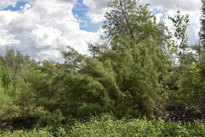 Tamarix chinensis, Chinese Saltcedar, Southwest Desert Flora