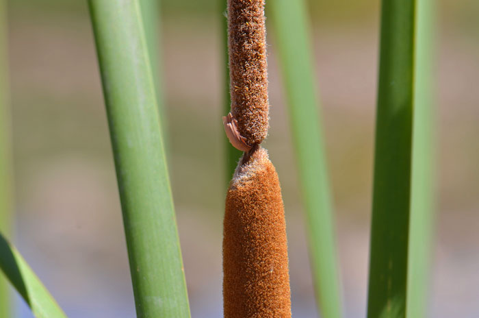 Typha domingensis, Southern Cattail, Southwest Desert Flora