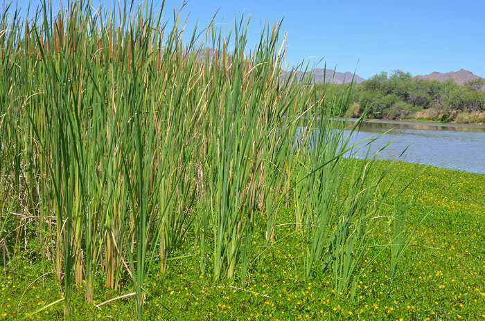 Typha domingensis, Southern Cattail, Southwest Desert Flora