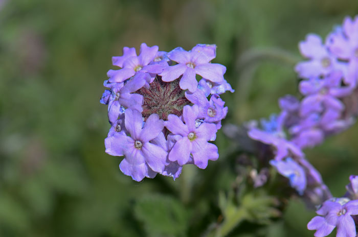 Glandularia gooddingii, Southwestern Mock Vervain, Southwest Desert Flora