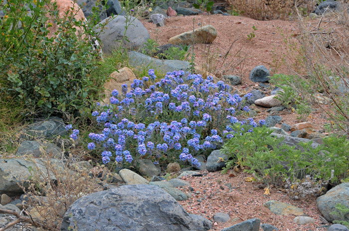 Glandularia gooddingii, Southwestern Mock Vervain, Southwest Desert Flora