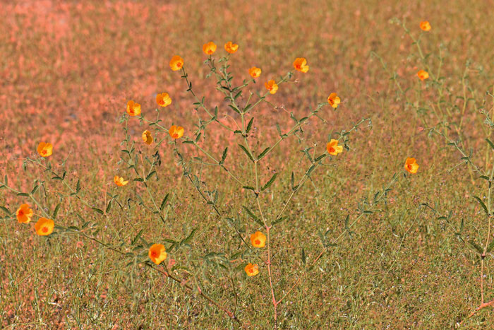 Kallstroemia grandiflora, Arizona Poppy, Southwest Desert Flora