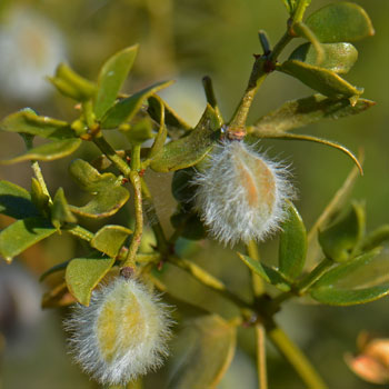 Larrea tridentata, Creosote Bush, Southwest Desert Flora