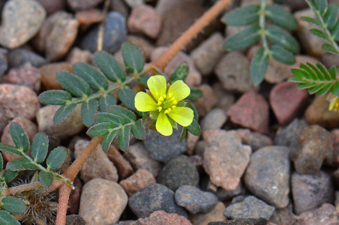 Tribulus terrestris, Puncturevine, Southwest Desert Flora