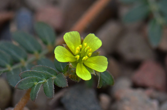 Tribulus terrestris, Puncturevine, Southwest Desert Flora