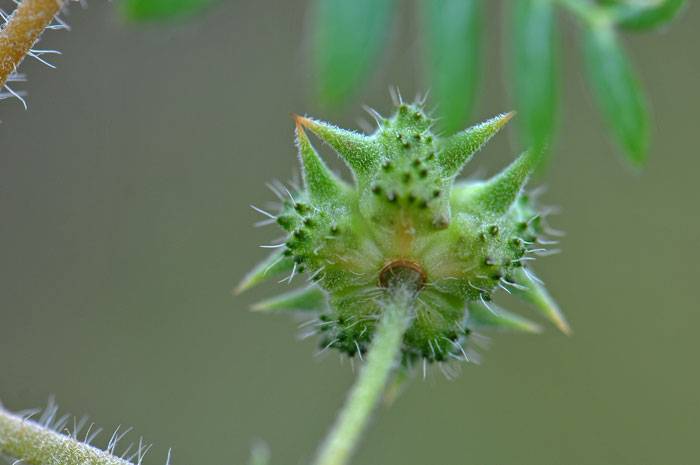 Tribulus terrestris, Puncturevine, Southwest Desert Flora